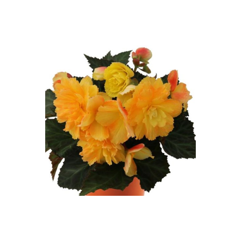 Begonia Retombant I'Conia Portofino Citrix | Coclicoh.com