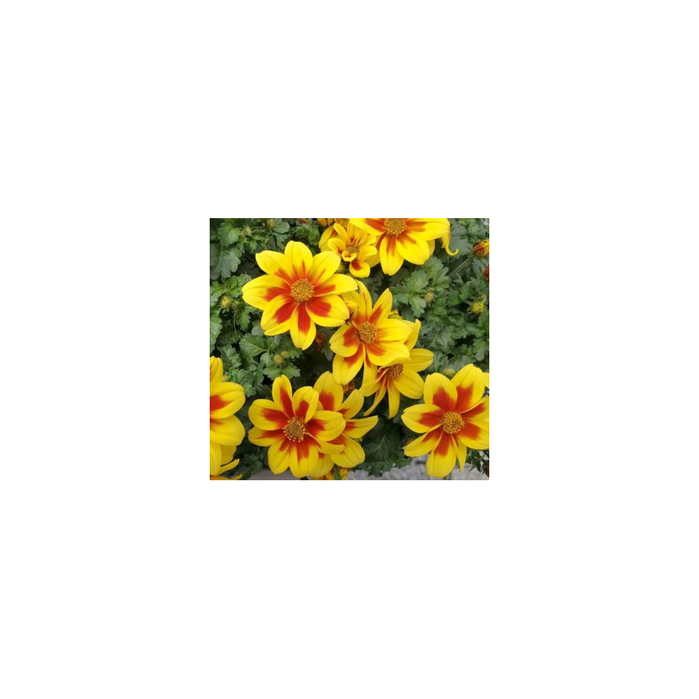 Bidens Bidy Bop Red Eye | Coclicoh.com