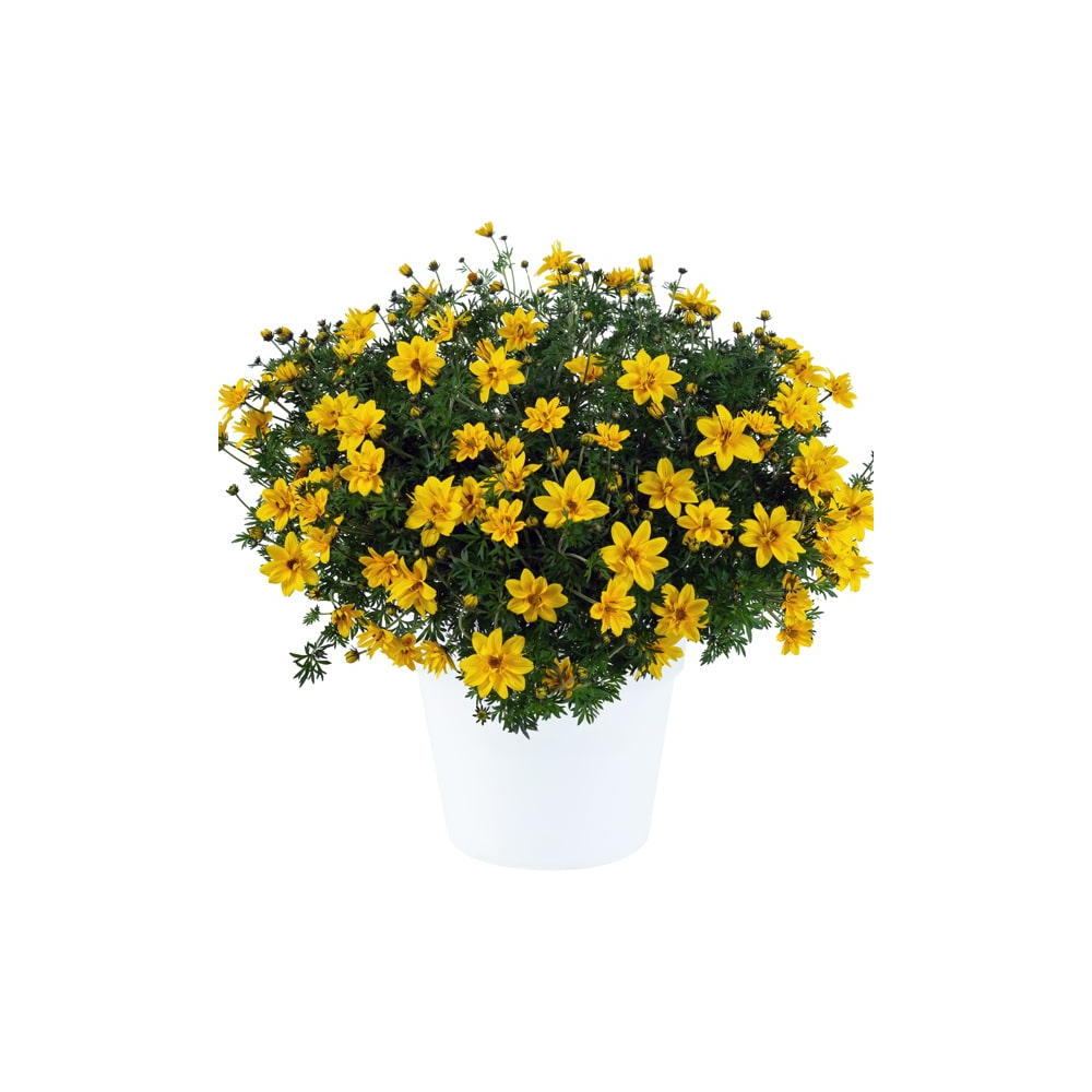 Bidens Yellow Sunshine Double | Coclicoh.com
