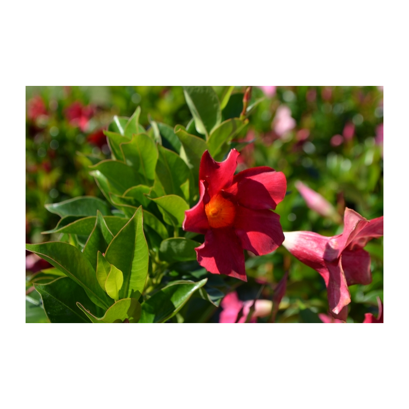 Dipladenia Rio Deep Red | Coclicoh.com