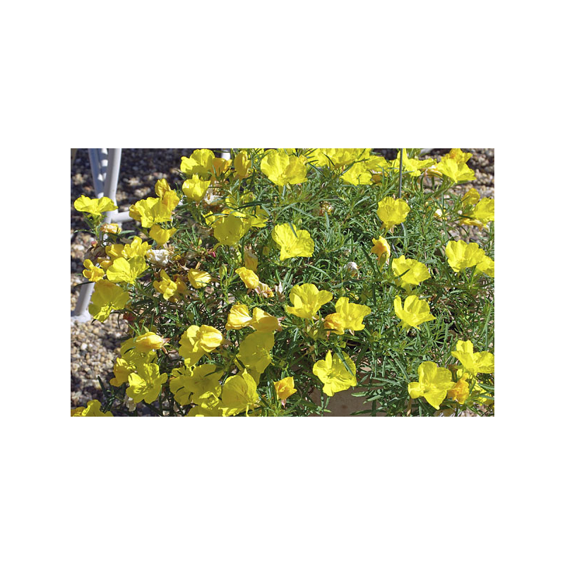 Calylophus Superlophus Yellow | Coclicoh.com