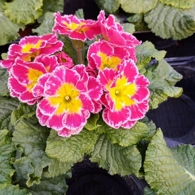 Acheter Primevère Primula Acaulis Sirococco Rose et autres plantes sur ...