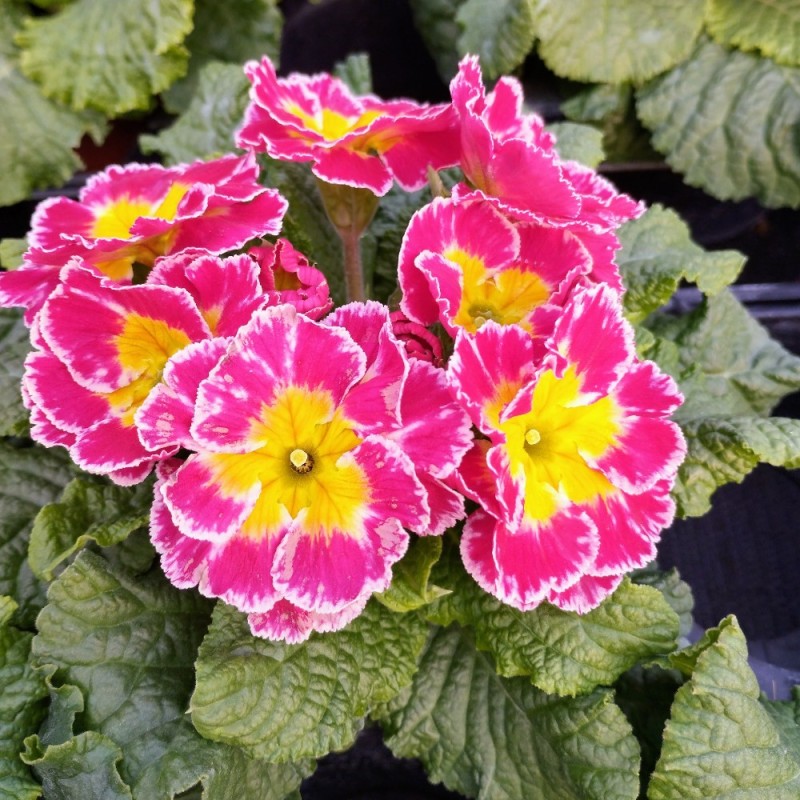 Acheter Primevère Primula Acaulis Sirococco Rose et autres plantes sur ...