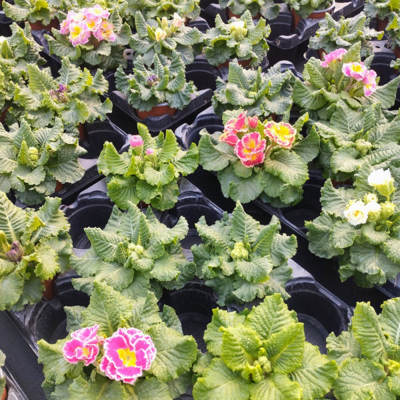 Acheter Primevère Primula Acaulis Sirococco Rose-Blanc et autres ...