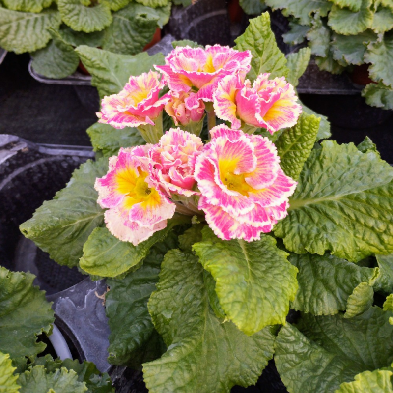 Acheter Primevère Primula Acaulis Sirococco Rose-Blanc et autres ...