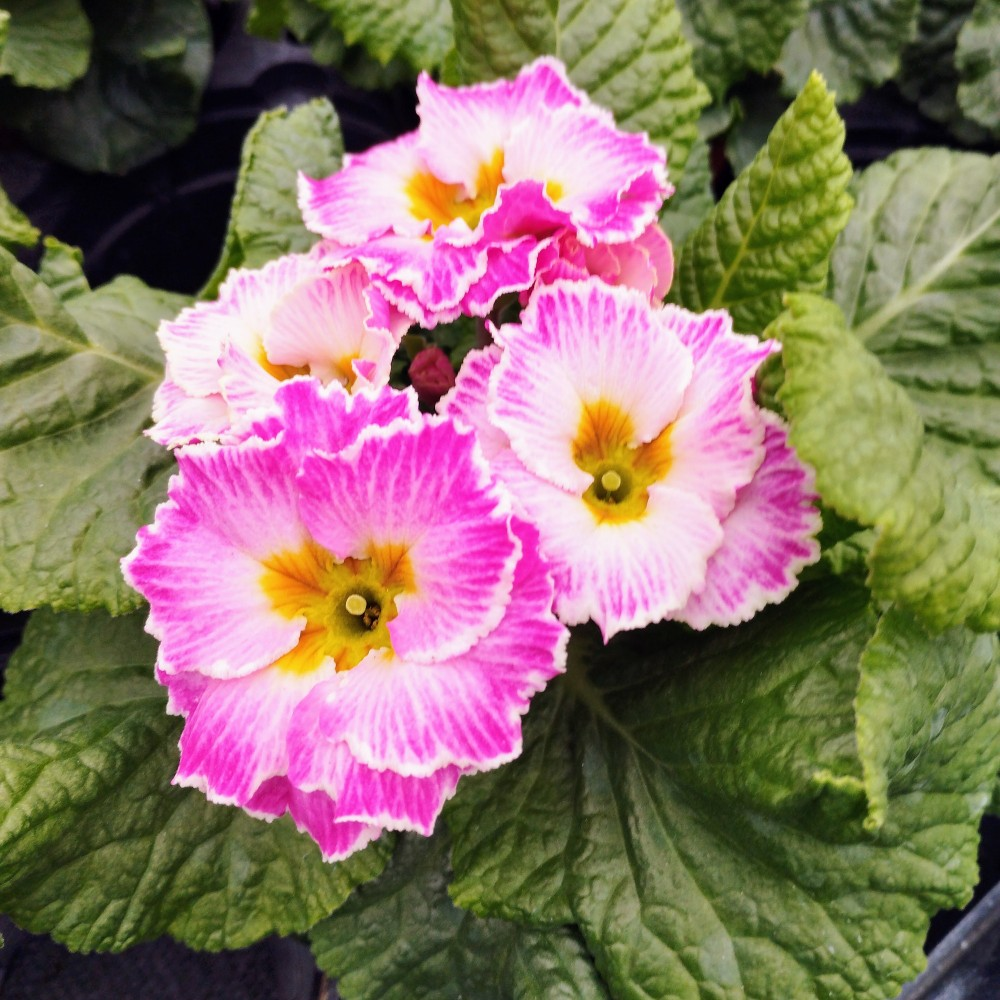 Acheter Primevère Primula Acaulis Esna Rose-Blanc et autres plantes sur ...