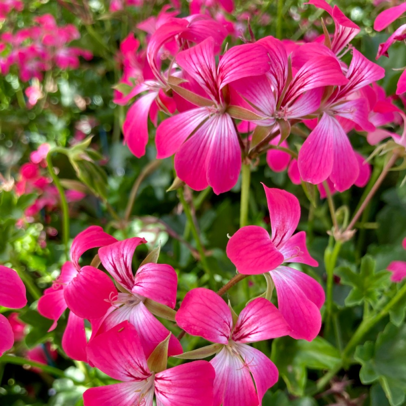 Acheter Geranium Lierre à fleurs simples Décora et autres plantes sur ...