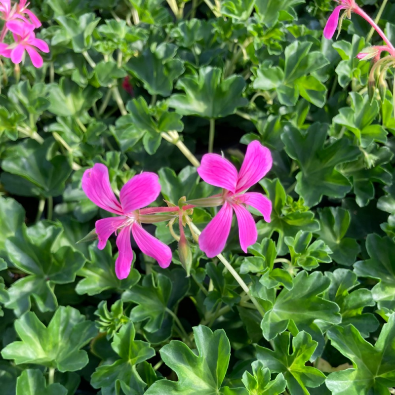 Acheter Geranium Lierre à fleurs simples Décora et autres plantes sur ...