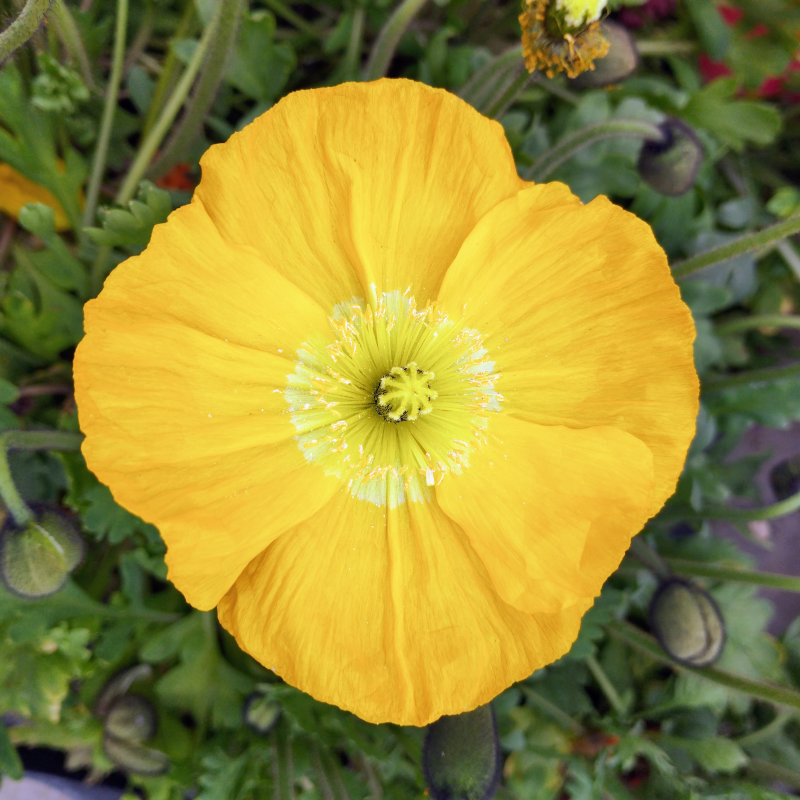 Acheter Papaver Nudicaule Jaune pas cher sur Coclicoh.com