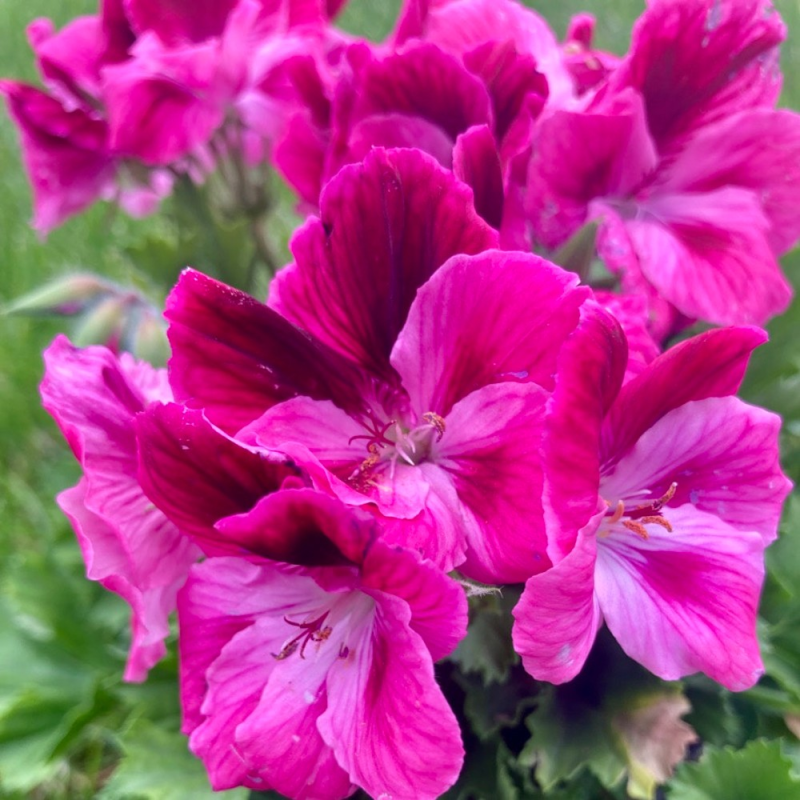 Acheter Pelargonium Collection Bella Donna Rouge et Rose