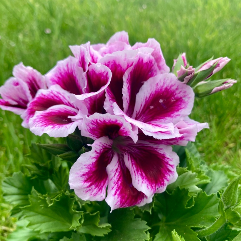 Acheter Pelargonium Collection Bella Donna Mauve et Blanc