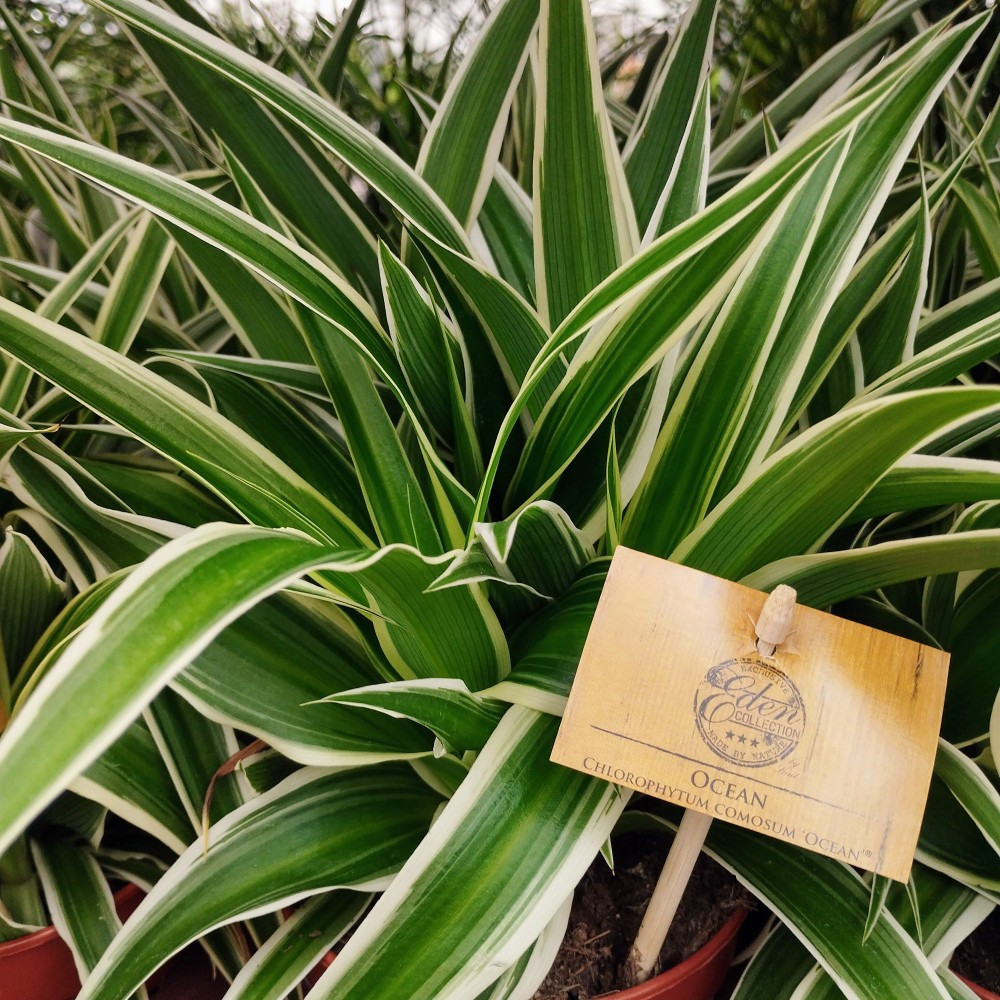 Chlorophytum Plante Araignée Comosum | Coclicoh.Com