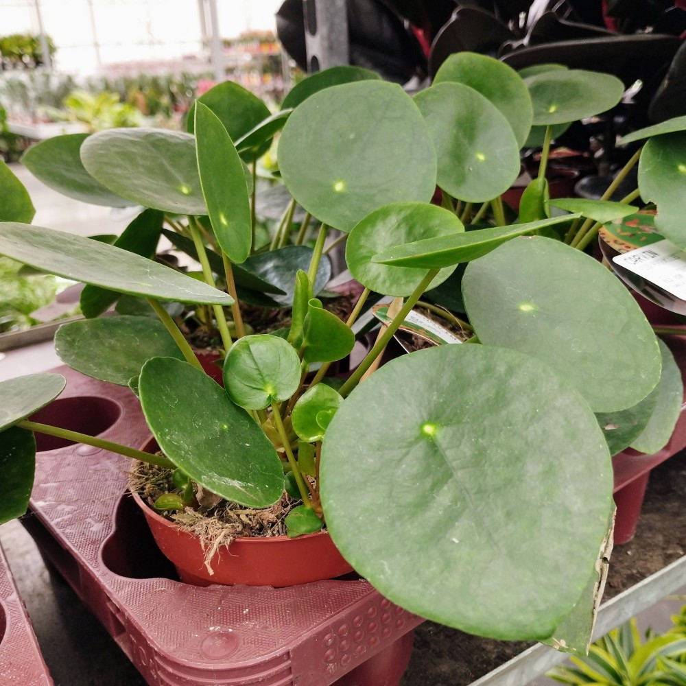 Pilea Peperomoides Mini | Coclicoh.Com