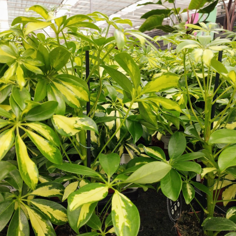Arbre Ombrelle Schefflera Arboricola Bont | Coclicoh.Com