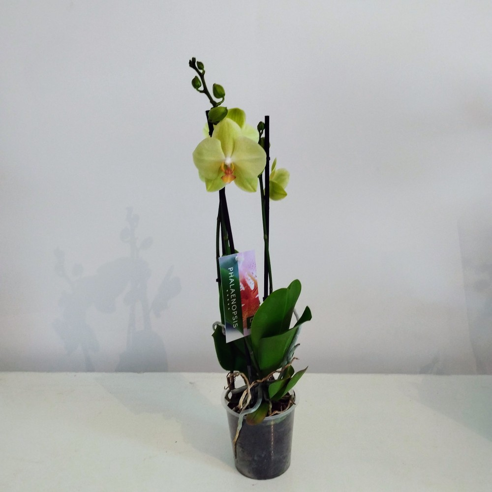 Acheter Orchidée Phalaenopsis Jaune pas cher