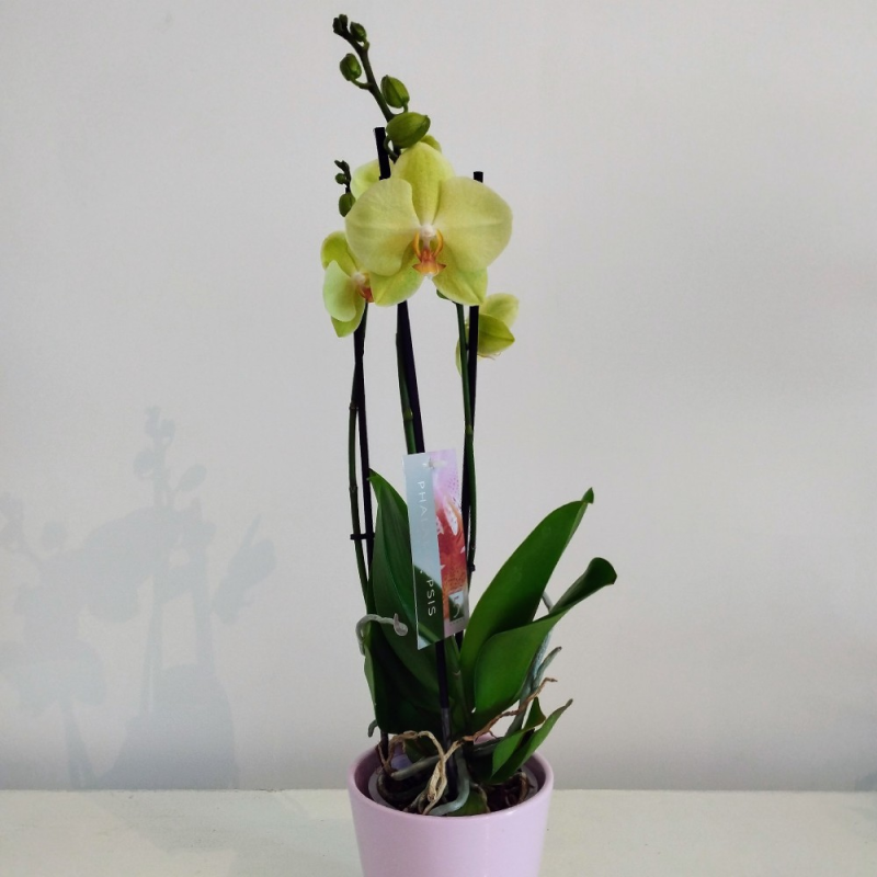 Acheter Orchidée Phalaenopsis Jaune pas cher