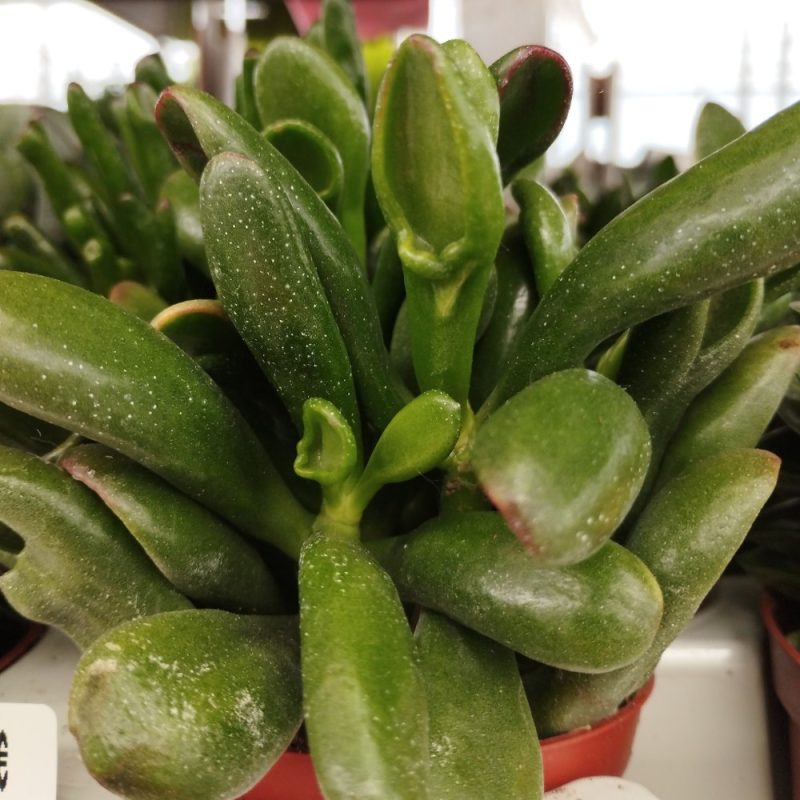 Succulente Crassula Arborescens