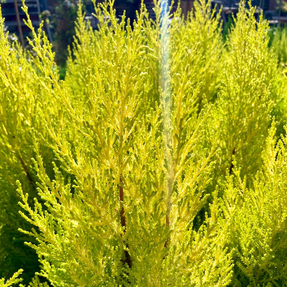 Acheter Cupressus Goldcrest vivace pas cher sur Coclicoh