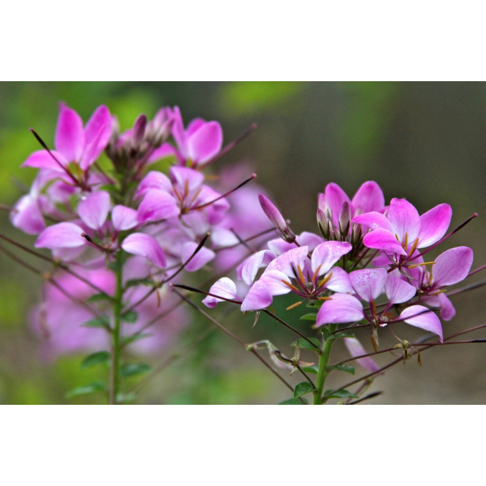 Acheter Cleome Clio Magenta