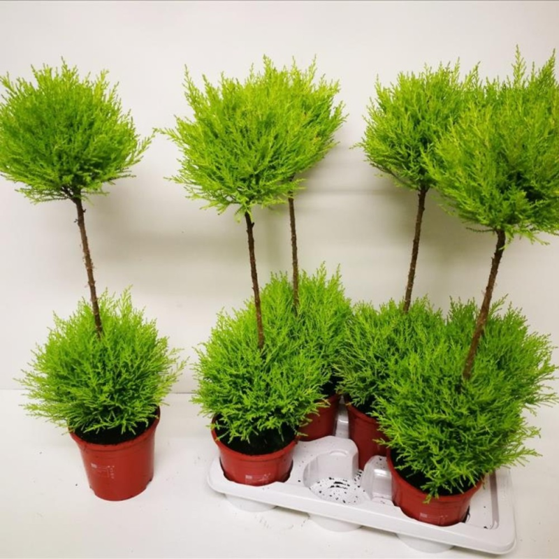Acheter Cupressus Goldcrest vivace pas cher sur Coclicoh