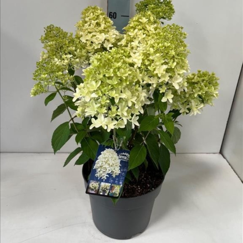 Hydrangea Paniculata Skyfall Blanc | Coclicoh.com