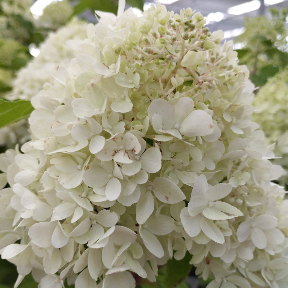 Hydrangea Paniculata Skyfall Blanc | Coclicoh.com