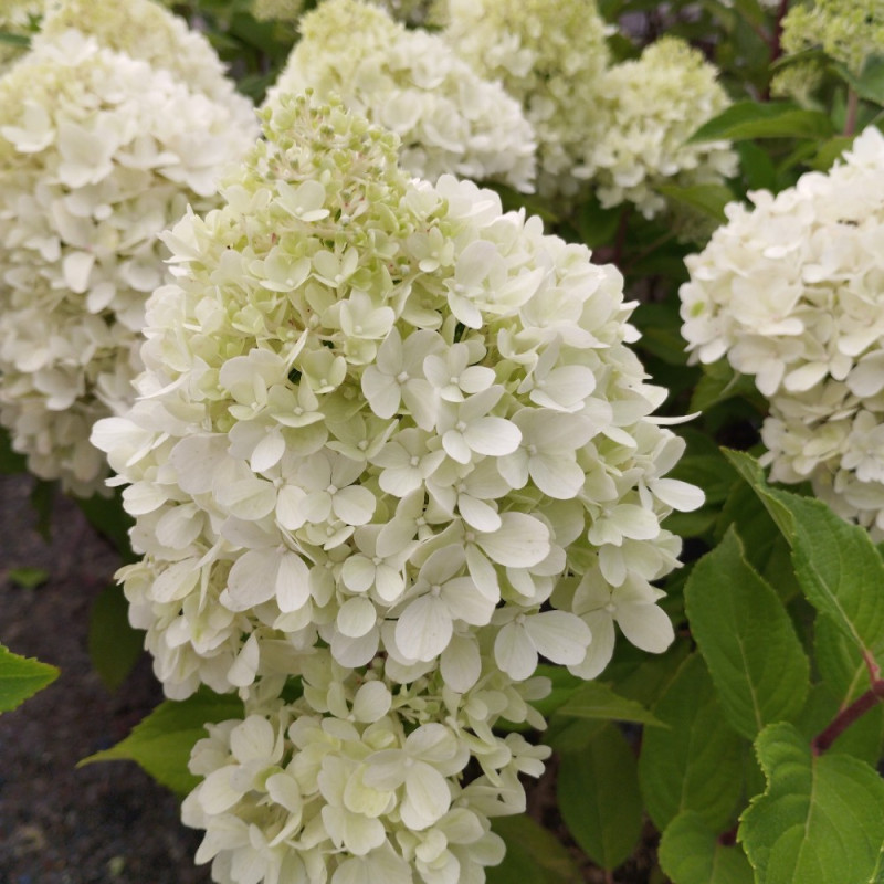 Hydrangea Paniculata Skyfall Blanc | Coclicoh.com