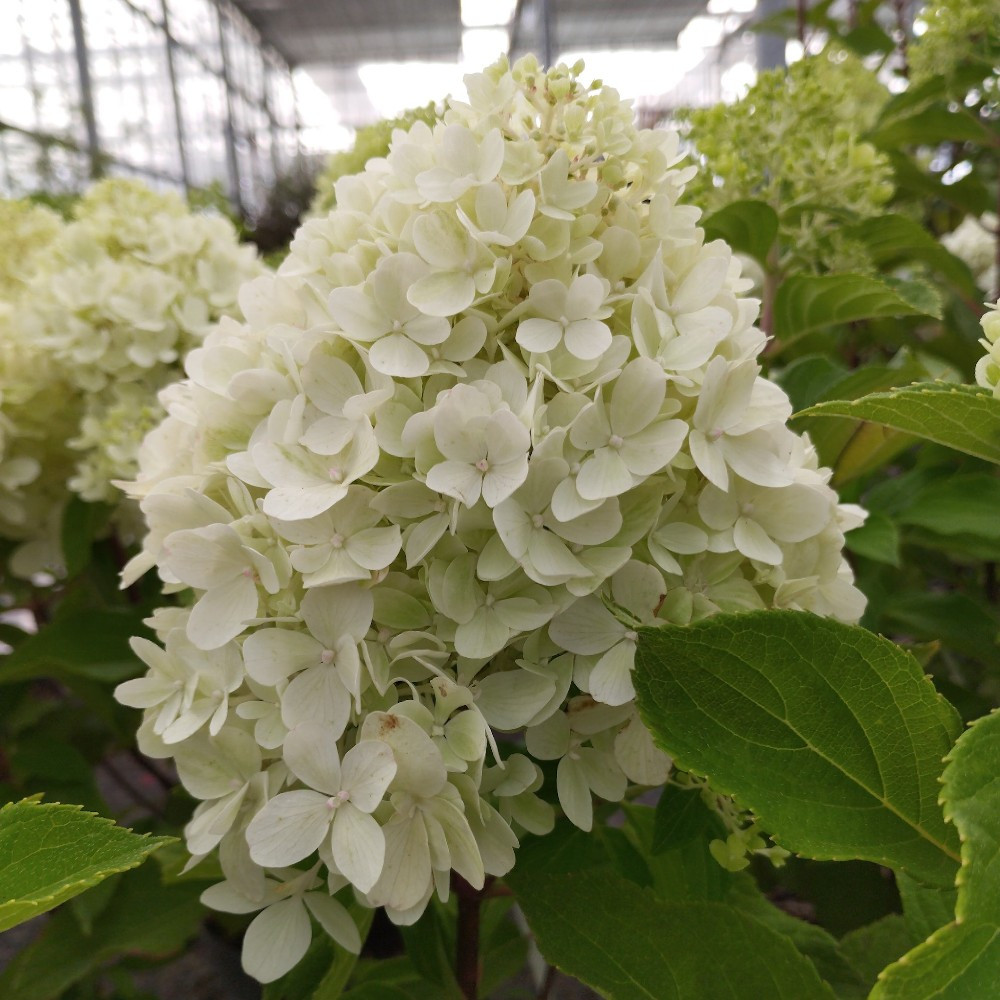 Hydrangea Paniculata Skyfall Blanc | Coclicoh.com