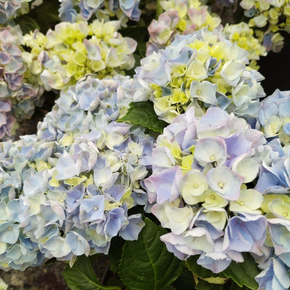 Hydrangea Macrophylla (5 8 Fleurs) Bleu | Coclicoh.com