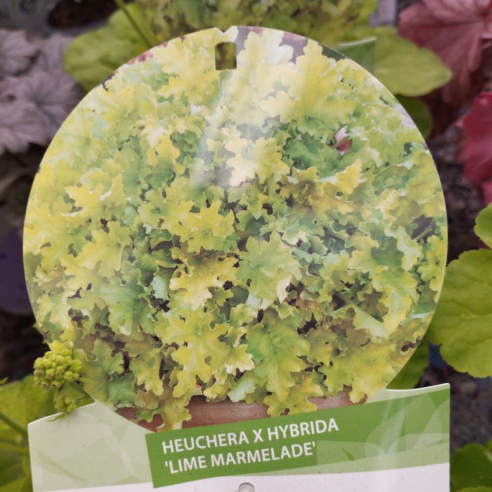 Acheter Heuchère Lime Marmalade pas cher sur coclicoh.com