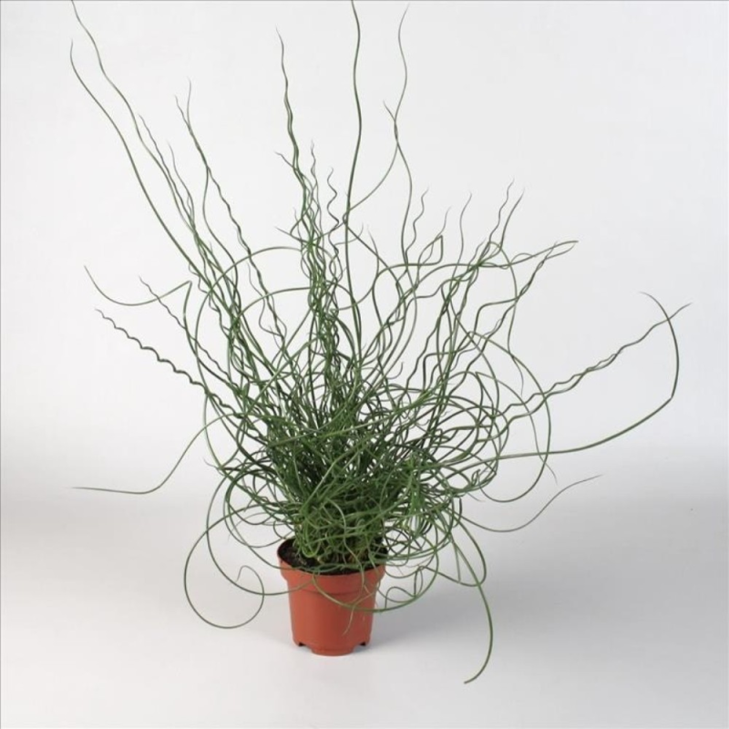 Jonc Juncus Spiralis | Coclicoh.Com