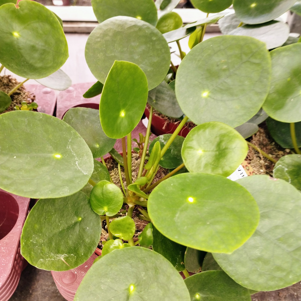 Pilea Peperomoides Mini | Coclicoh.Com