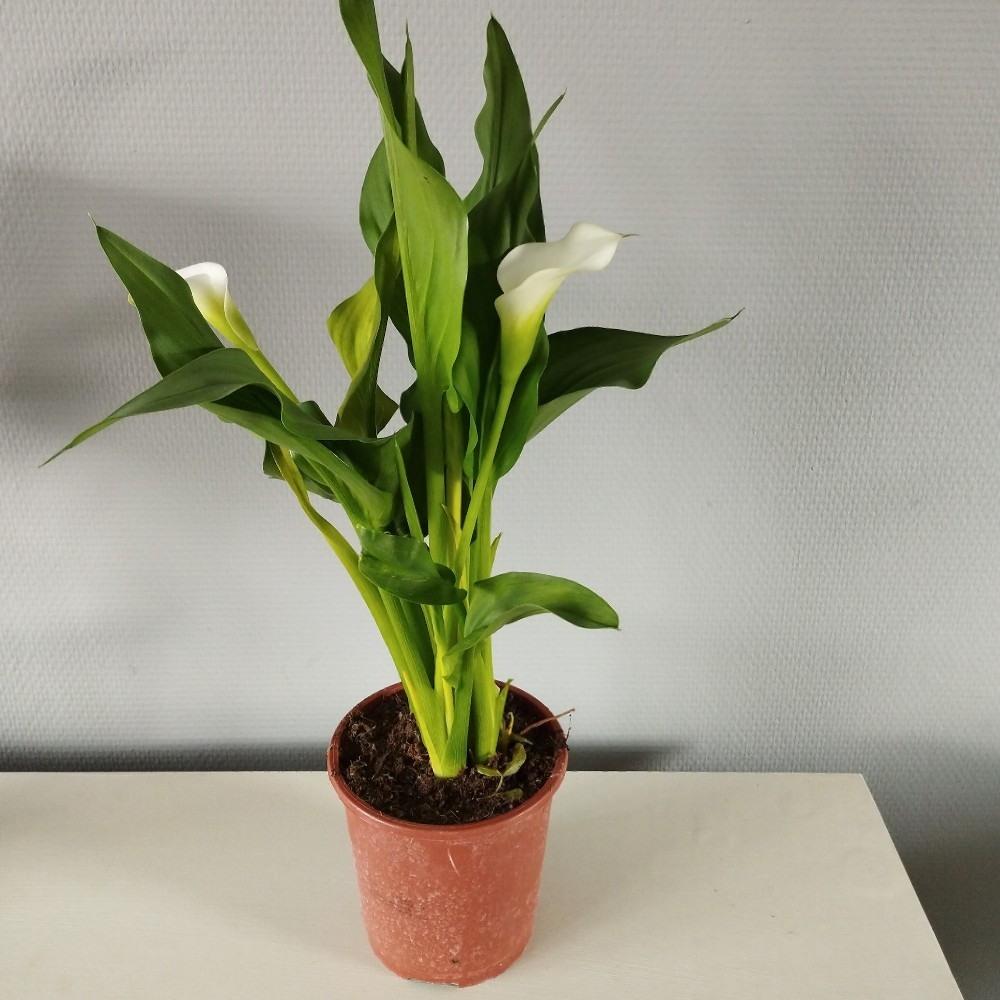 Acheter Calla Zantedeschia en pot de 14cm pas cher sur Coclicoh