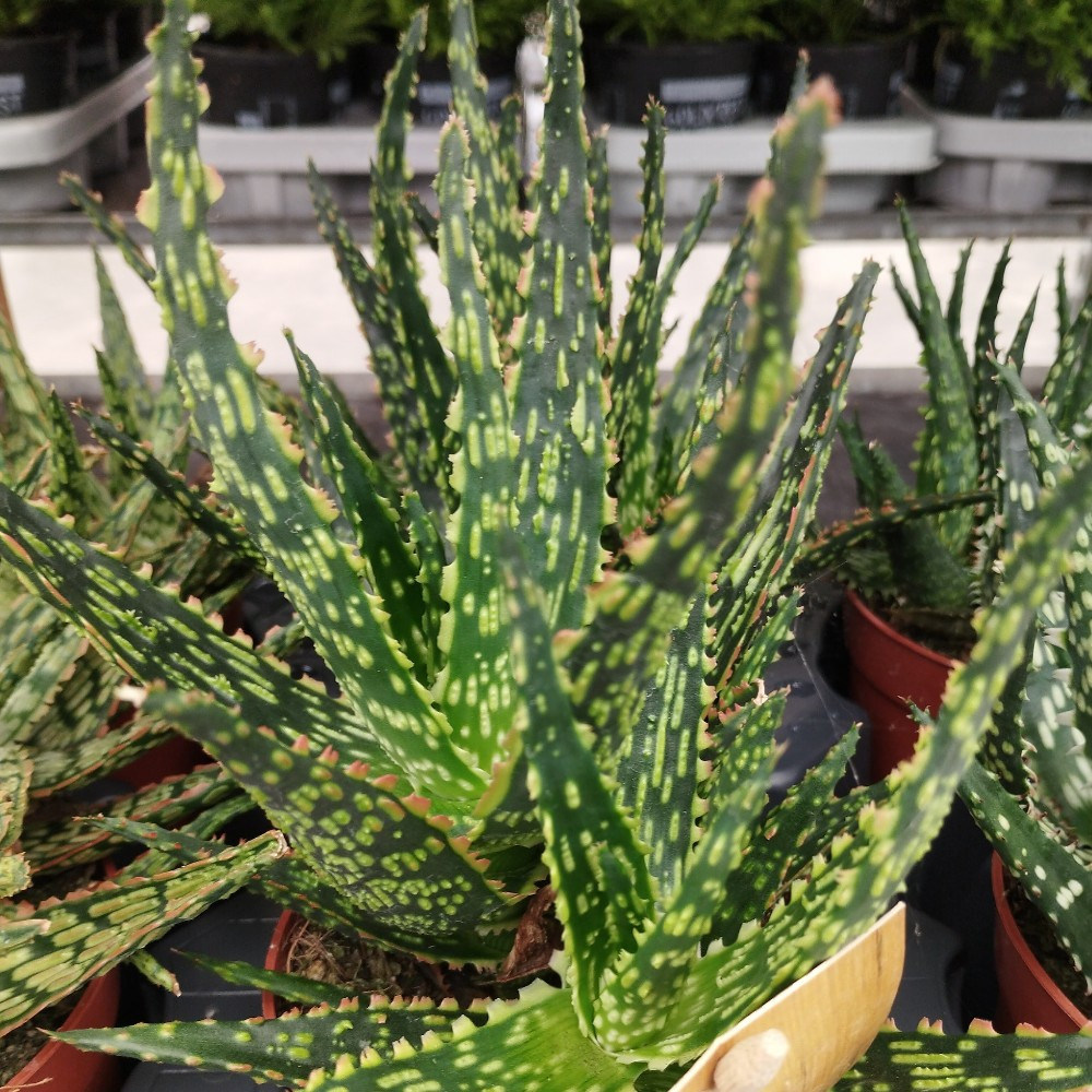 Aloès Vera Des Barbades | Coclicoh.Com