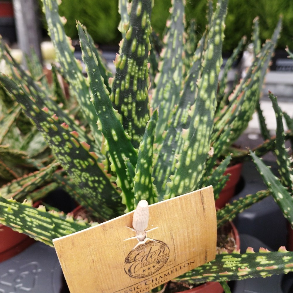 Aloès Vera Des Barbades | Coclicoh.Com