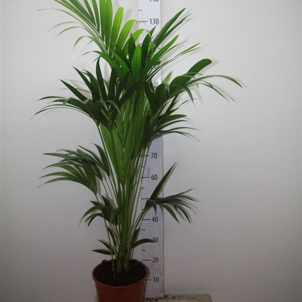Howea Forsteriana Kentia en pot de 21cm | Coclicoh.Com