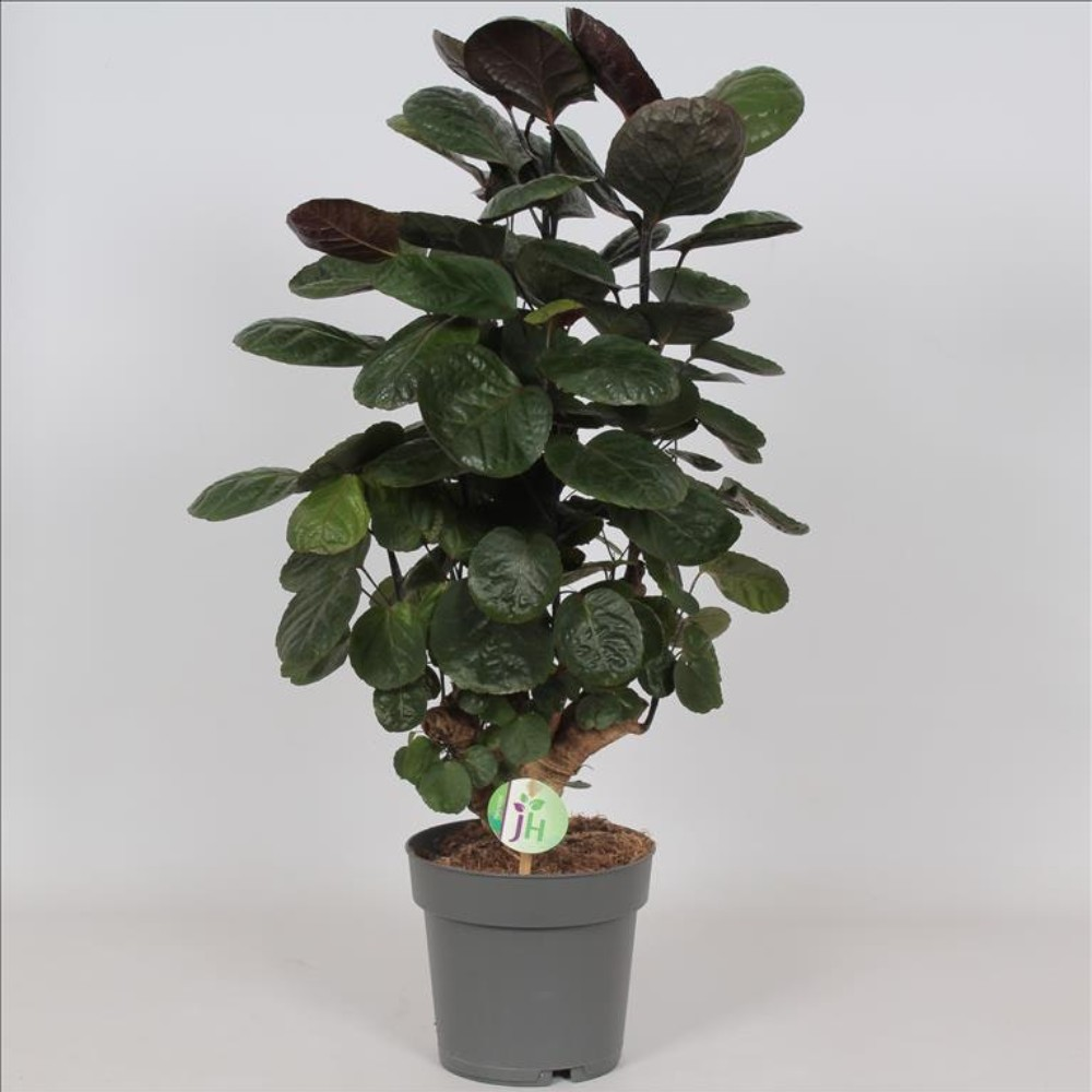 Aralia Polyscias Fabian en pot de 19cm | Coclicoh.Com