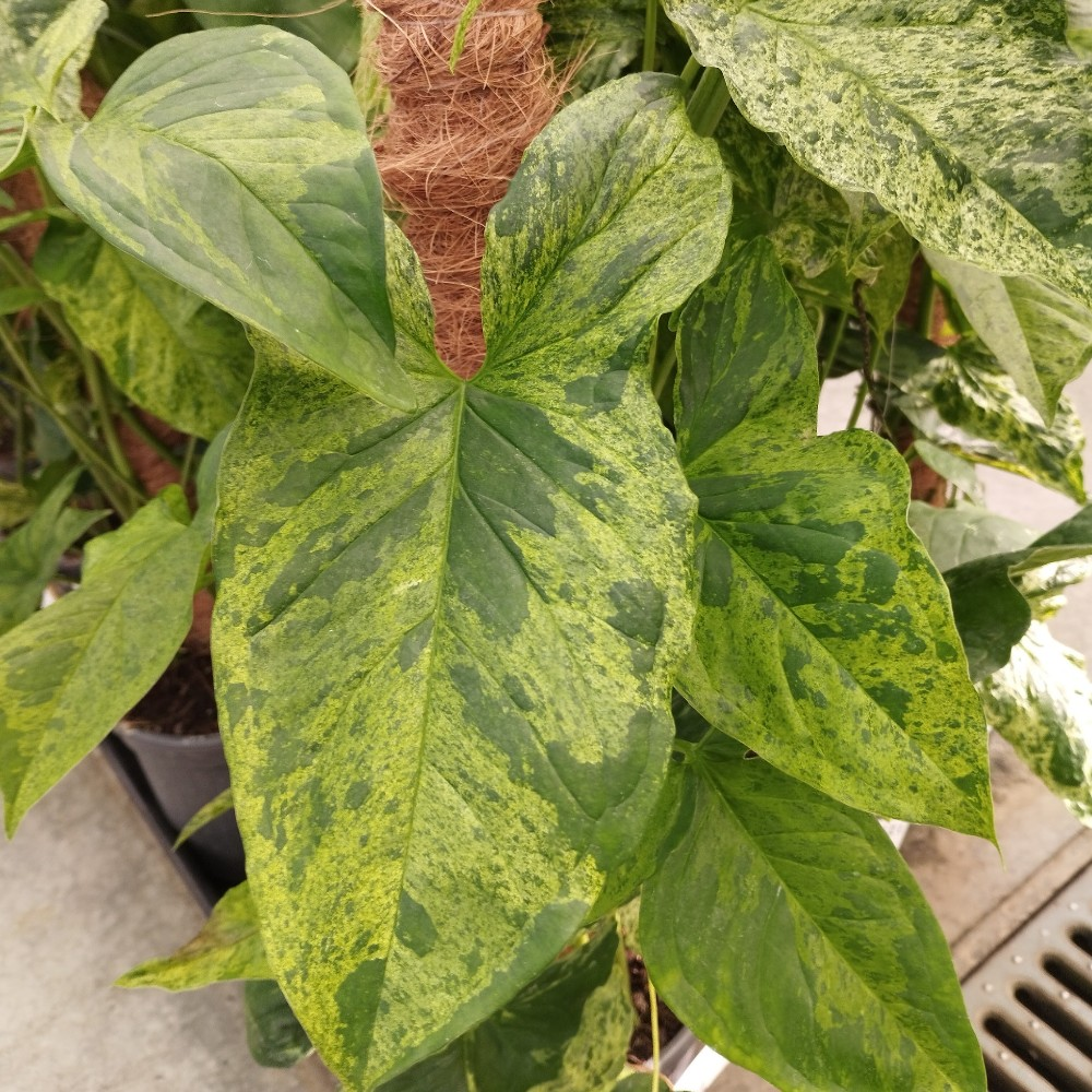 Pothos Epipremnum Mosstok en pot de 15cm | Coclicoh.Com