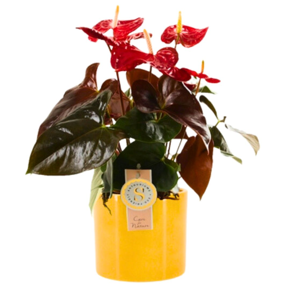 Anthurium Champion Jaune - Pot De 12 Cm | Coclicoh.com