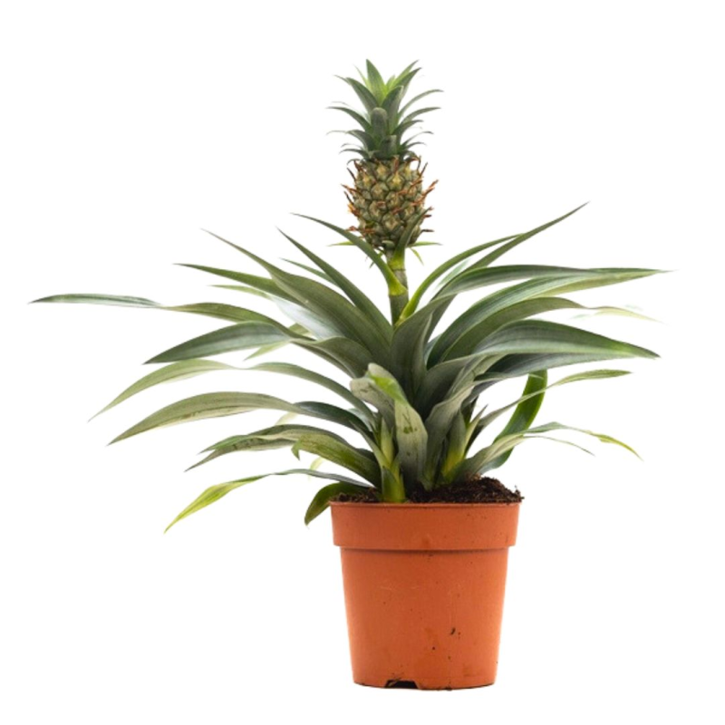Ananas Mi Amigo Pure Collection - Pot De 12 Cm | Coclicoh.com