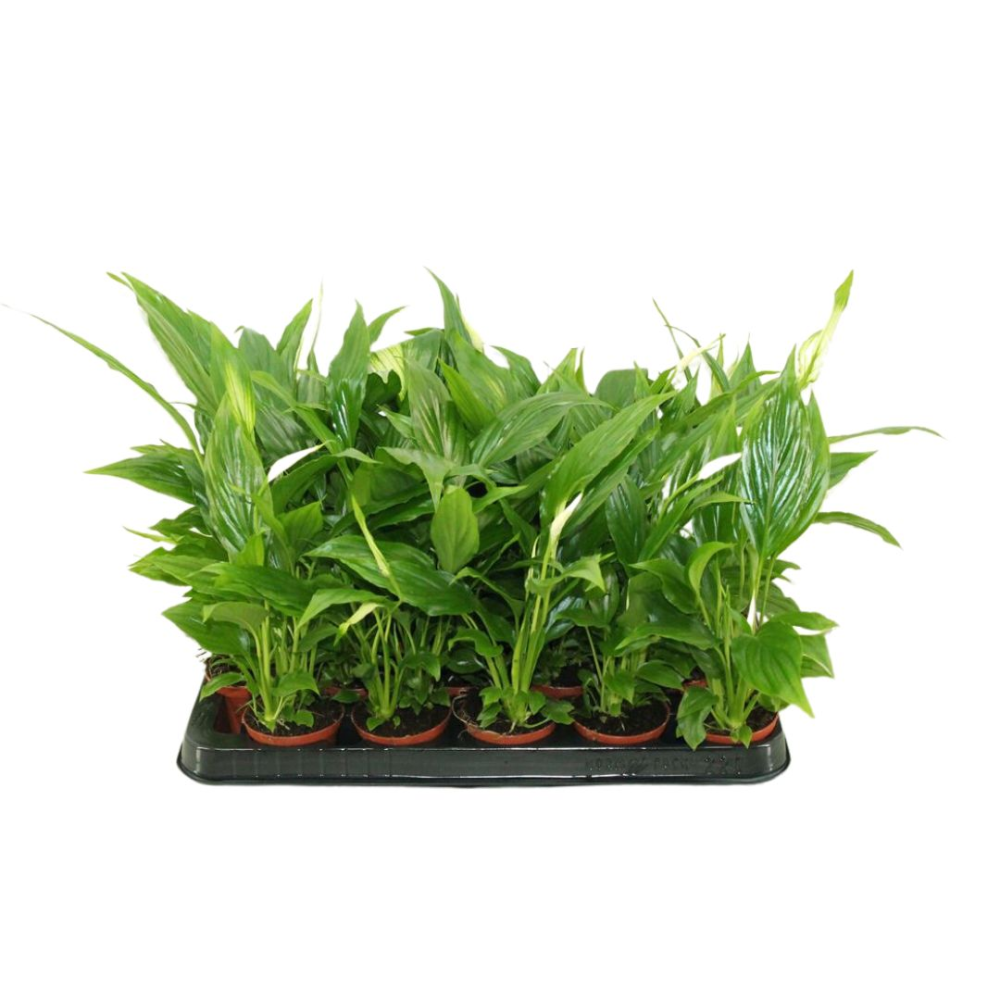 Spathiphyllum Compacto Style Emotion - Pot De 17 Cm | Coclicoh.com