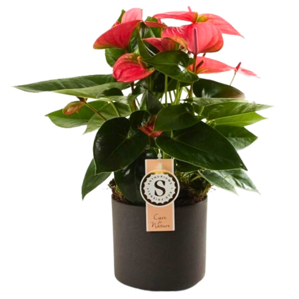 Anthurium Champion Rose - Pot De 21 Cm | Coclicoh.com