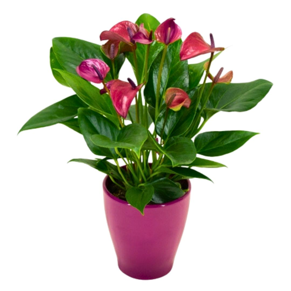 Anthurium Violet - Pot De 12 Cm | Coclicoh.com