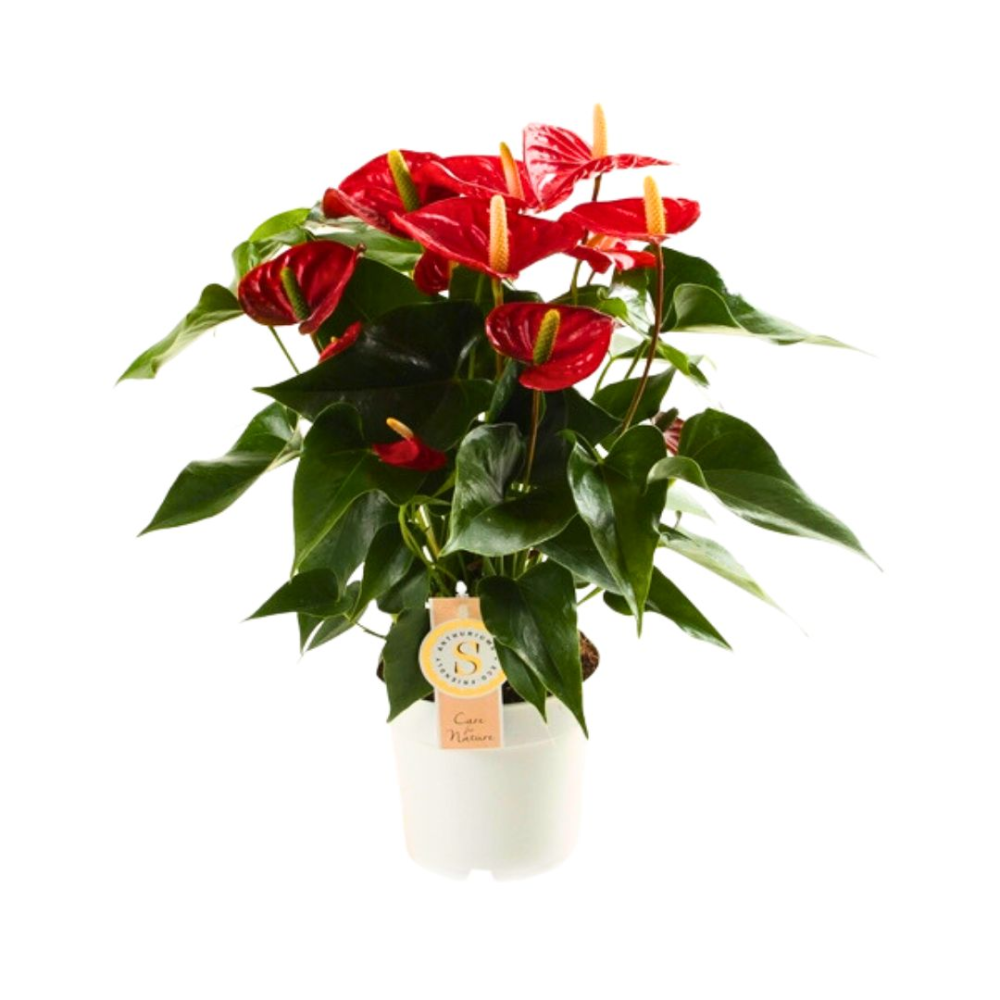 Anthurium Champion Rouge - Pot De 14 Cm | Coclicoh.com