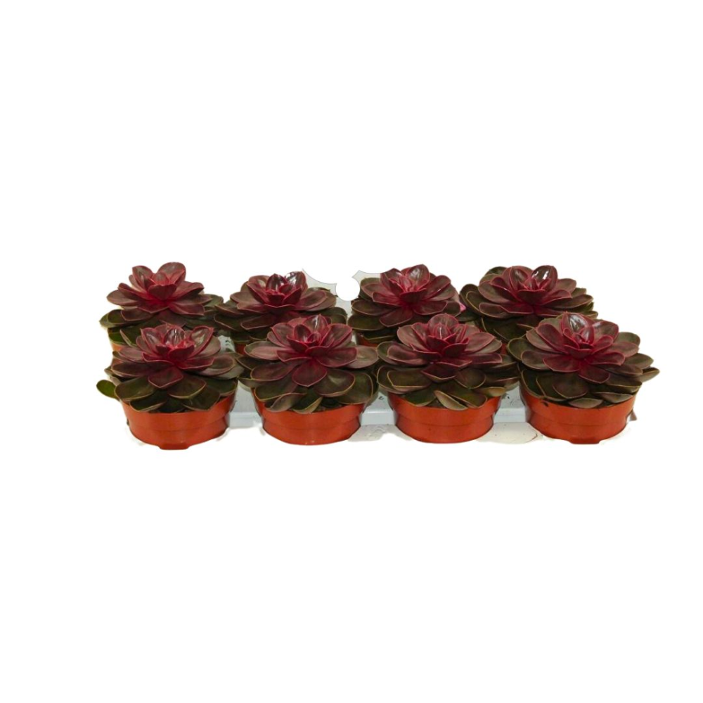 Echeveria Scorpion - Pot De 10,5 Cm | Coclicoh.com