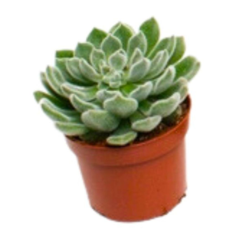 Echevéria Setosa - Pot De 12 Cm | Coclicoh.com
